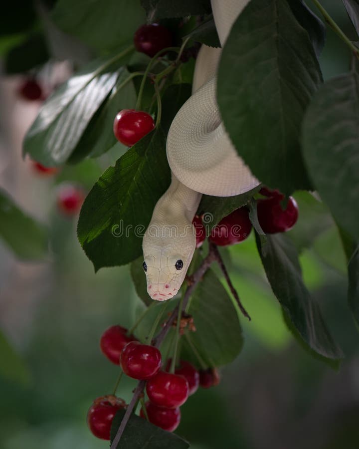 Burmese Python Crawling among Cherry Tree Branches. Head of White Snake ...