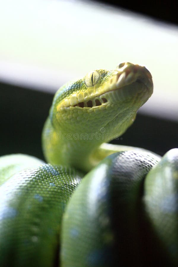 Burmese Python: Focus stock photo. Image of burmese, blood - 12233384