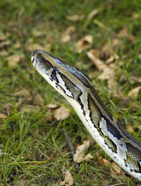 Burmese Python Head stock photo. Image of captive, creature - 482254