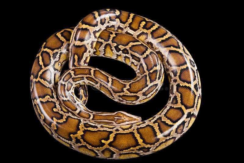 Reticulated Python stock image. Image of science, species - 6266789