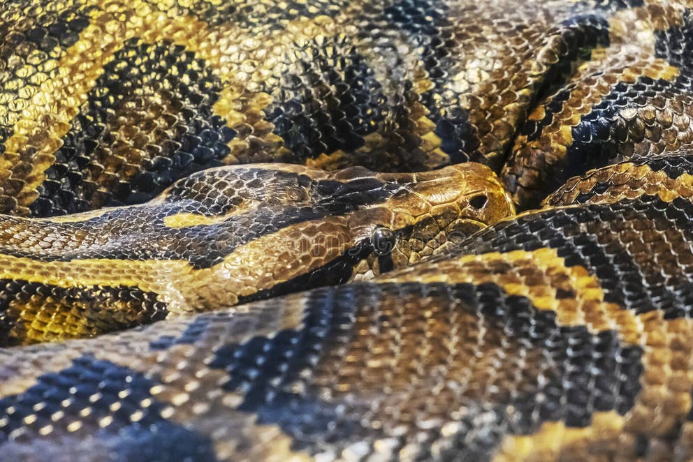 Burmese Python - Python Molurus Bivittatus Stock Image - Image of ...