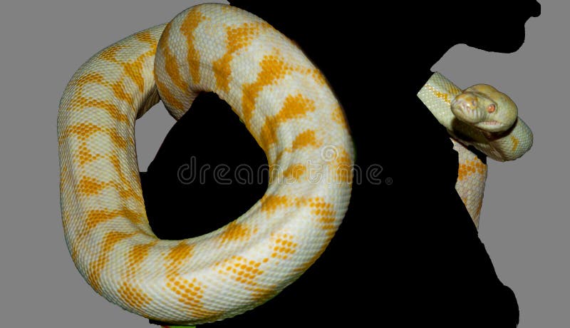 626 Albino Burmese Snake Stock Photos - Free & Royalty-Free Stock ...
