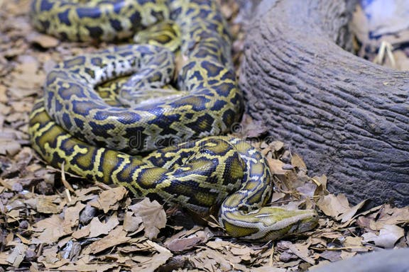 A Burmese Python. One of the Largest Species of Snakes. Stock Photo ...