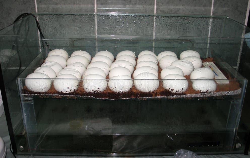 Burmese Python (Python Bivittatus) Stock Photo - Image of albino, dish ...