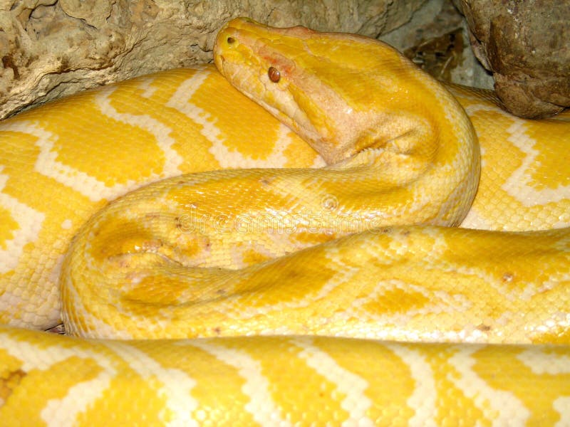 Burmese Python (Python Bivittatus) Stock Photo - Image of skin ...