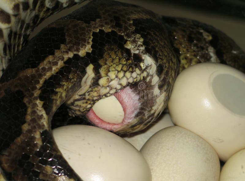 Burmese Python (Python Bivittatus) Stock Photo - Image of frog, nature: 276754270
