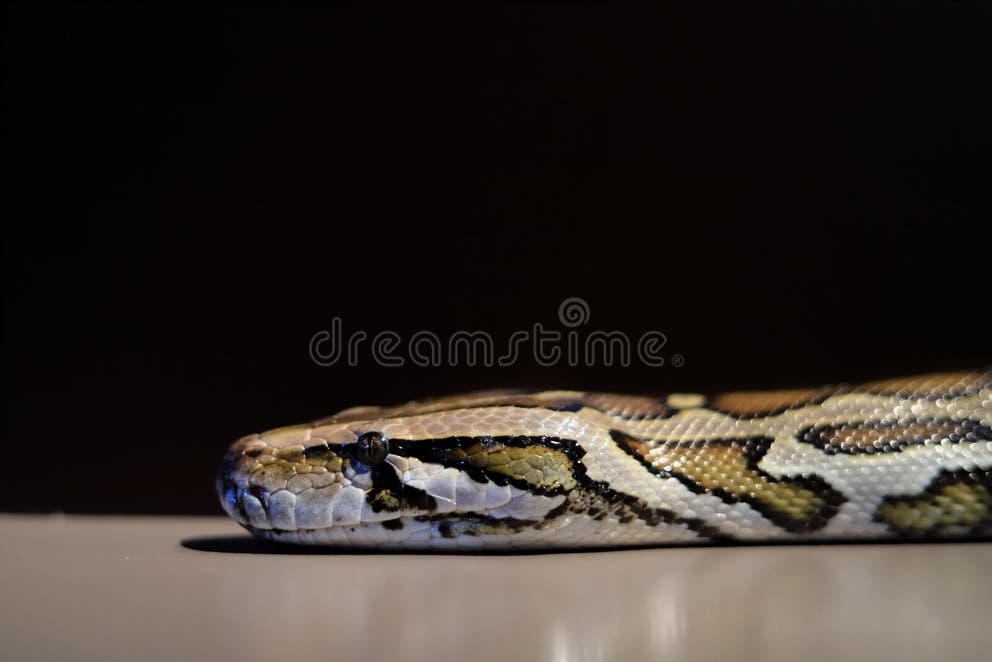 Burmese Python,Python Bivittatus,IUCN Red List Data Vulnerable , Stock ...