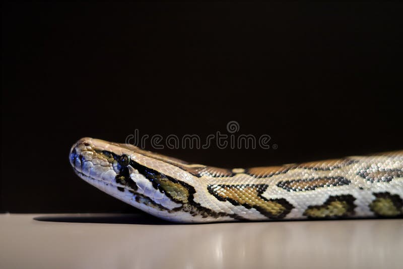 Burmese Python,Python Bivittatus,IUCN Red List Data Vulnerable , Stock ...