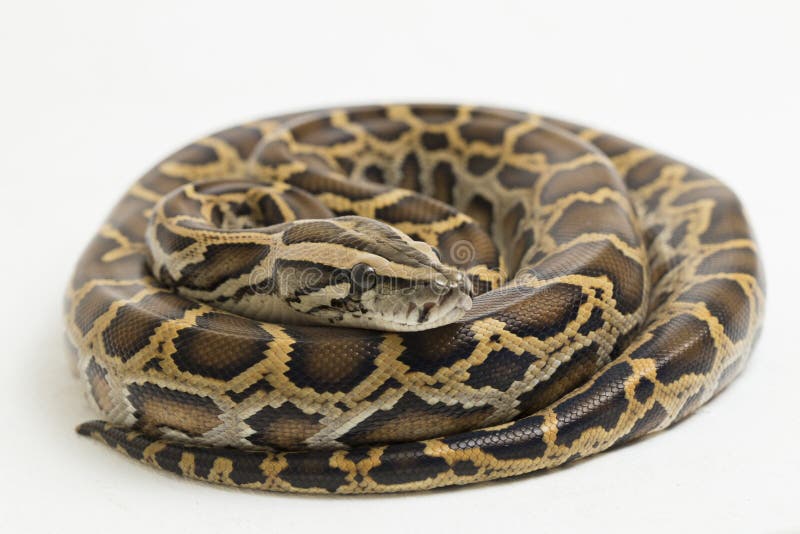 590 Burmese Python White Background Stock Photos - Free & Royalty-Free ...