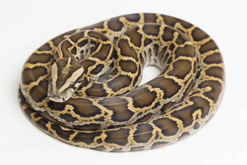 714 Burmese Python White Stock Photos - Free & Royalty-Free Stock ...