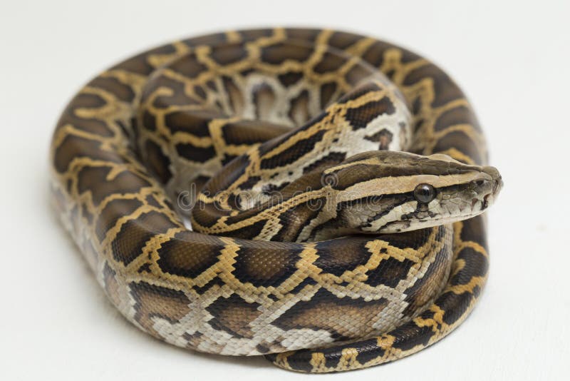 590 Burmese Python White Background Stock Photos - Free & Royalty-Free ...