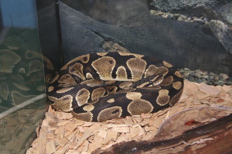 A Burmese Python, a Reptile, is Resting on Wood Chips in Its Habitat ...