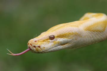 Burmese Python Snake stock image. Image of albino, black - 7395879