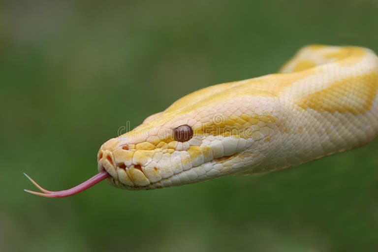 Burmese Python Snake stock image. Image of albino, black - 7395879