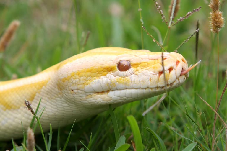 Burmese Python Snake stock photo. Image of head, bivittatus - 7517982