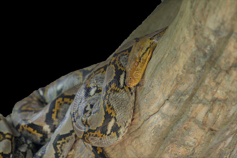 Indian Reticulated Python Stock Photos - Free & Royalty-Free Stock ...