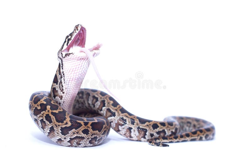 Isolated Burmese Python (molurus Bivittatus) Eats Rat Stock Image ...
