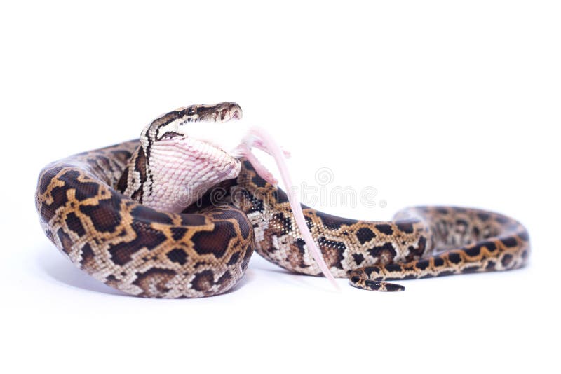 Isolated Burmese Python (molurus Bivittatus) Eats Rat Stock Image ...