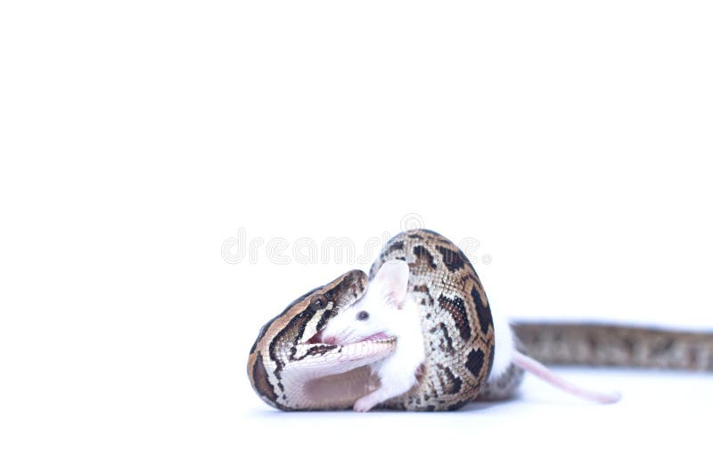Isolated Burmese Python (molurus Bivittatus) Eats Rat Stock Image ...
