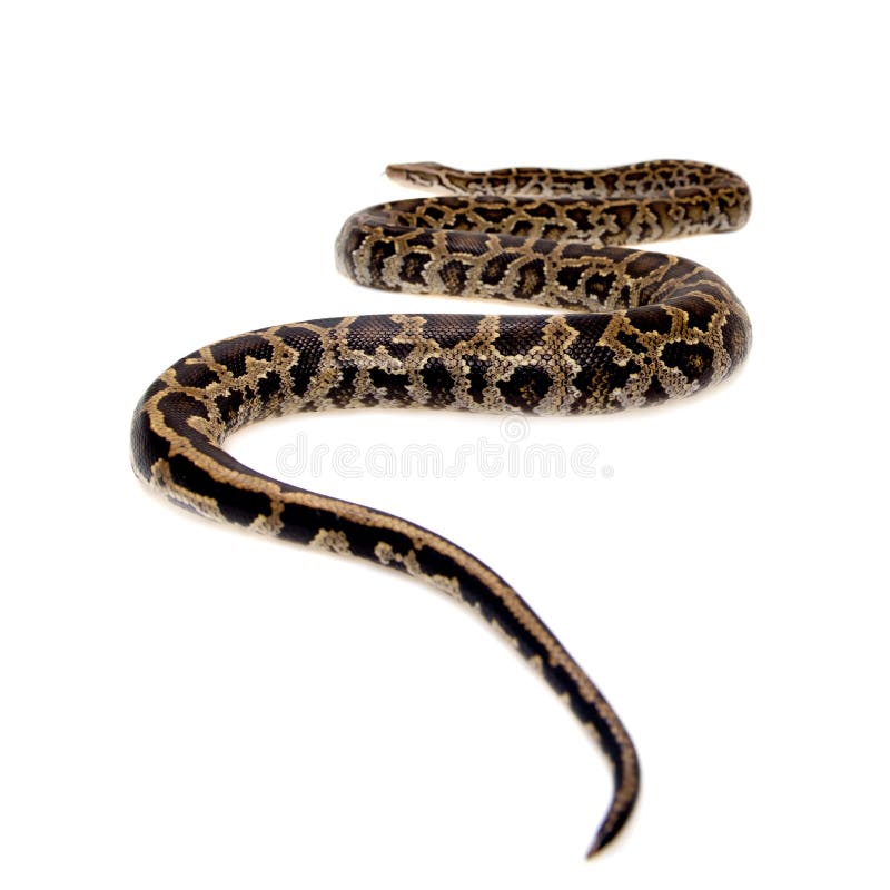 Burmese Python on White Background Stock Photo - Image of bivittatus ...