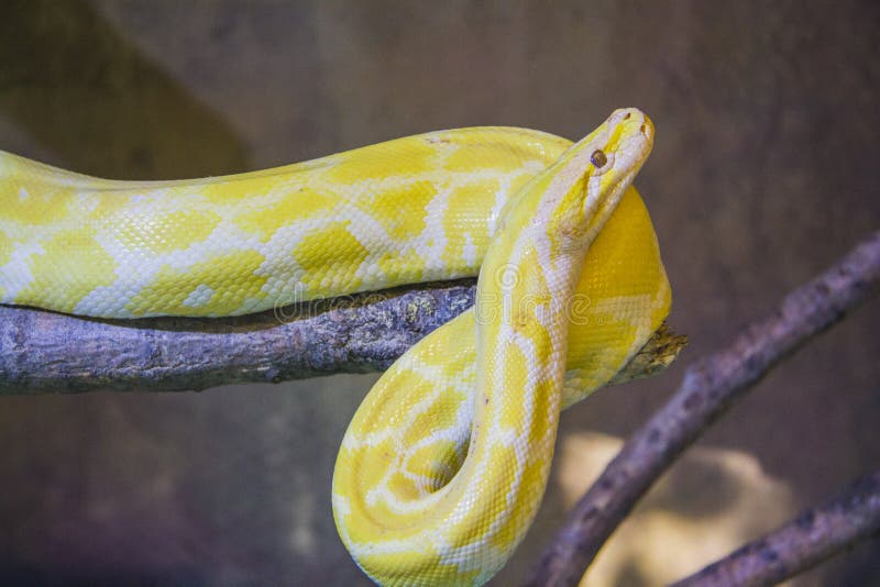 Burmese python stock photo. Image of crawling, burmese - 45409004