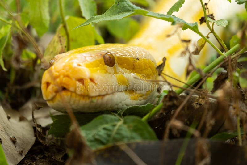 Golden Python stock image. Image of curve, ground, forest - 167403007