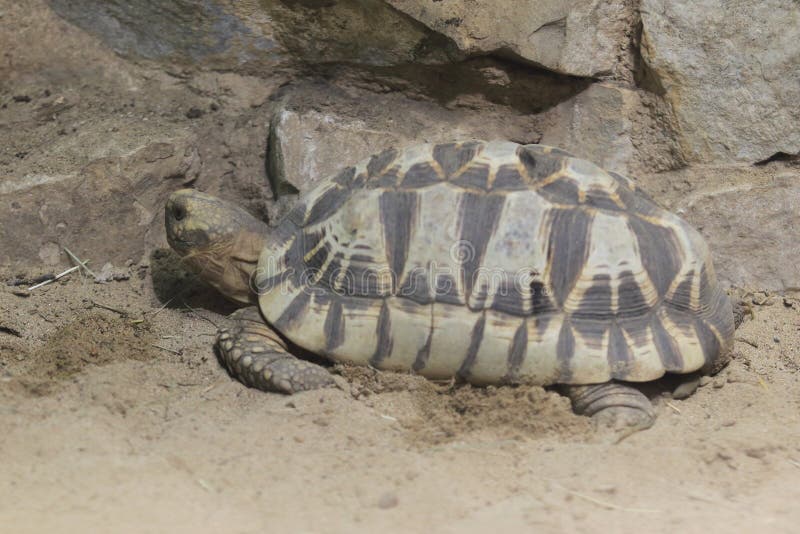 Burmese star tortoise stock image. Image of burmese - 356852221