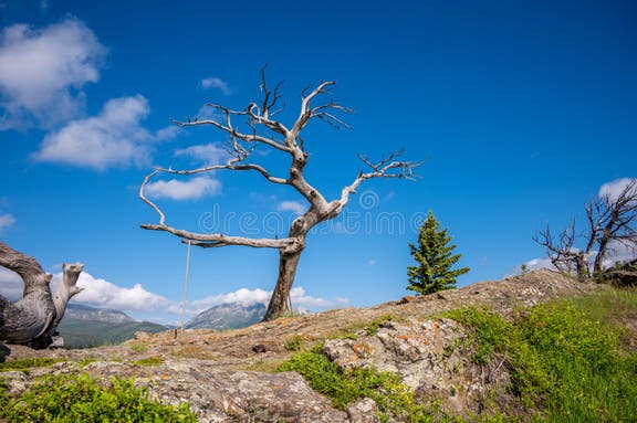 Burmis Tree in Crowsnest Pass, Alberta Stock Photo - Image of outdoor ...