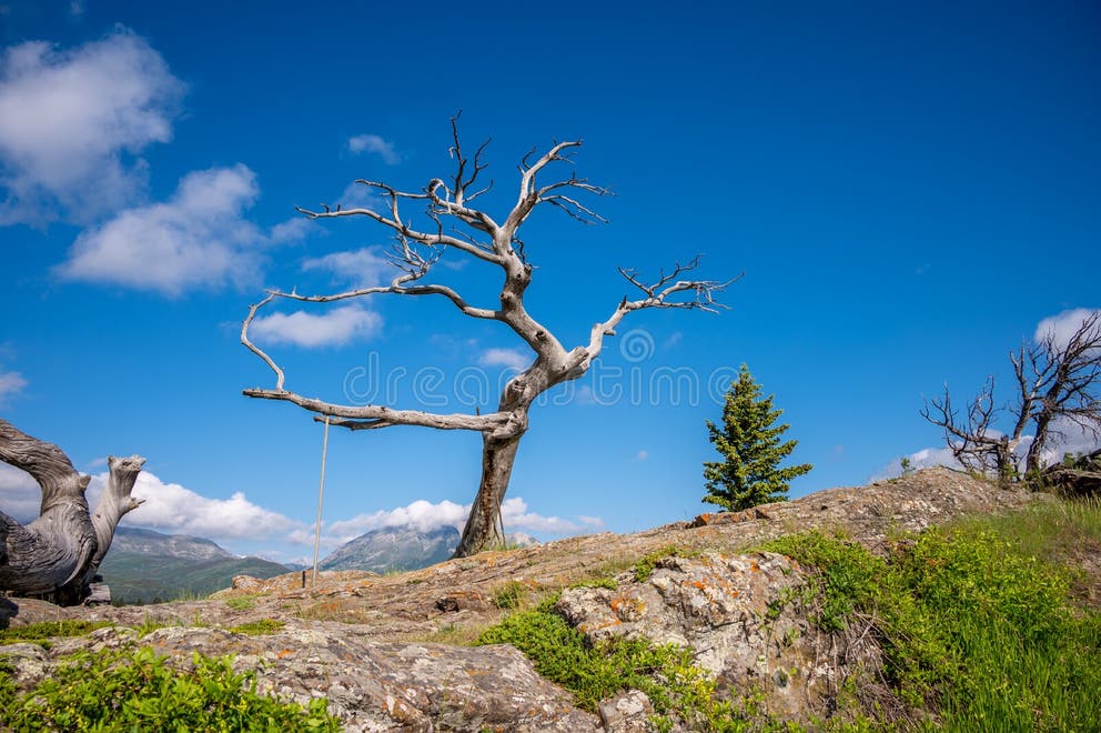 Burmis Tree in Crowsnest Pass, Alberta Stock Photo - Image of outdoor ...