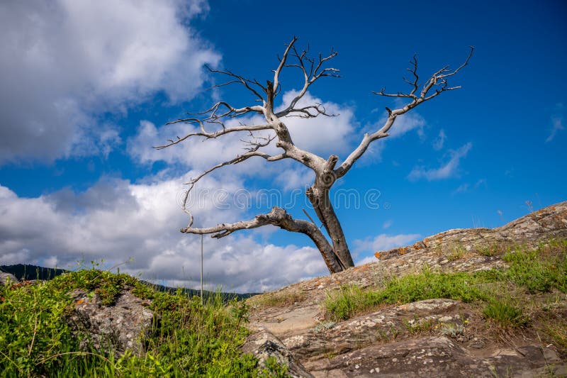 Burmis Tree in Crowsnest Pass, Alberta Stock Photo - Image of nature ...