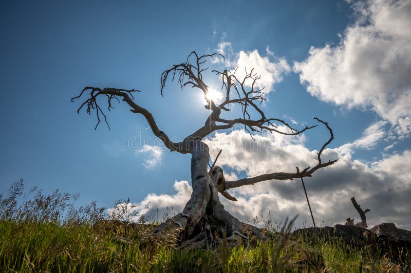 Burmis Tree in Crowsnest Pass, Alberta Stock Photo - Image of tourism ...