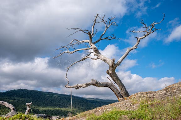 Burmis Tree in Crowsnest Pass, Alberta Stock Image - Image of travel ...