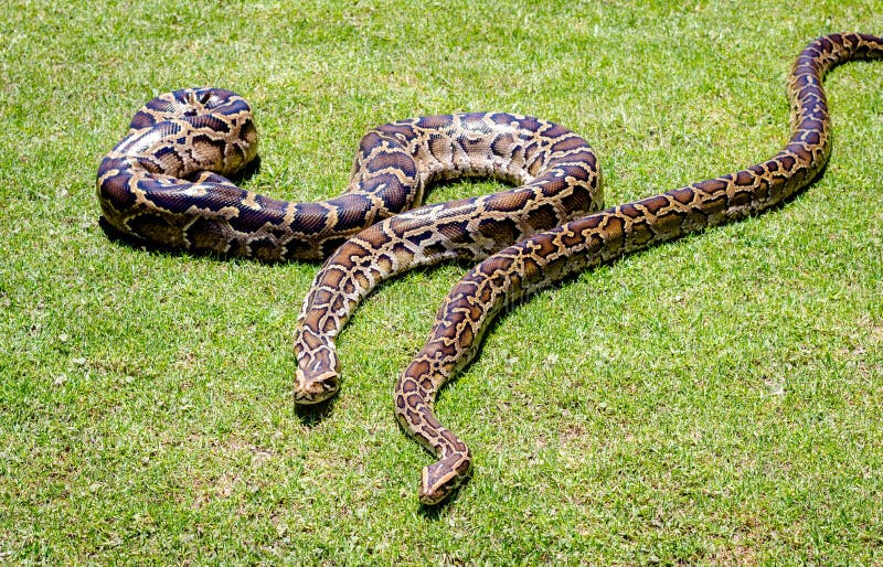 Burmischer Python-Hintergrund Zwei Pythonen Auf Gras Stockfoto - Bild ...