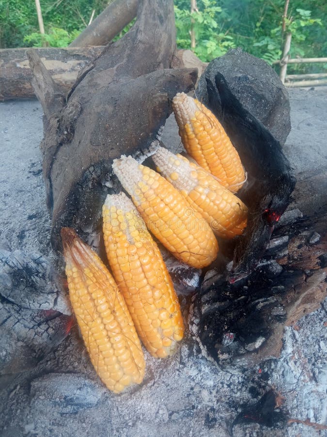 Burn Corn Simply by Lining Up the Logs that Have Become Coals Stock ...