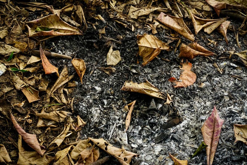 Burn Dry Leaf with Some Coal Left Over Stock Photo - Image of autumn ...