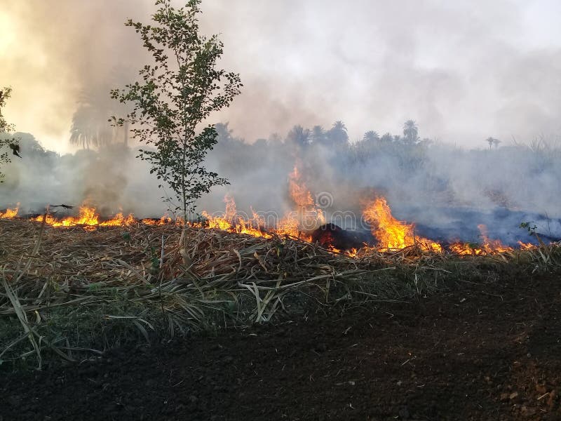 The Burn of Fire.Fire is the Rapid Oxidation of a Material & X28;the ...