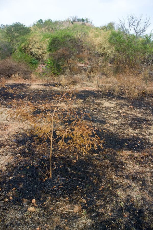 Burn with Fire Ground in Wild Stock Photo - Image of inferno, heat ...