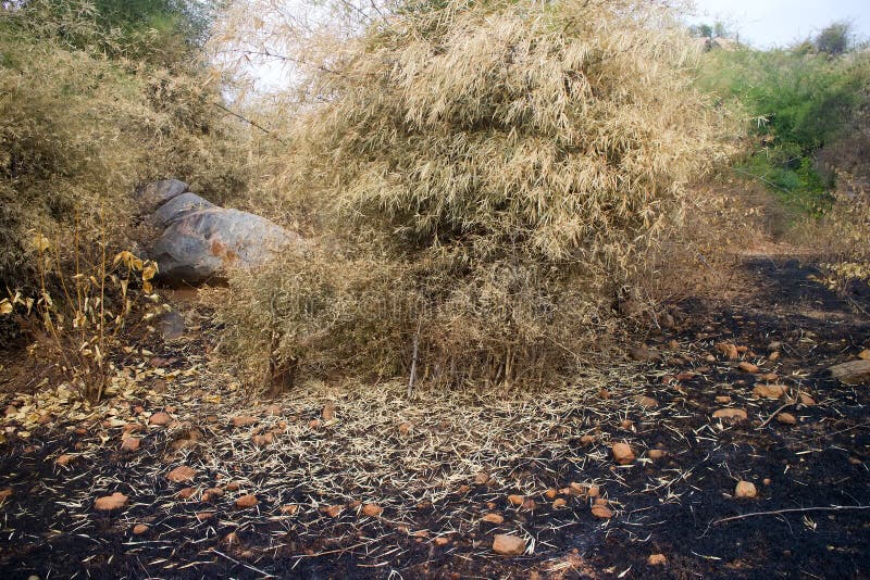 Burn with Fire Ground in Wild Stock Image - Image of flame, fire: 79577417