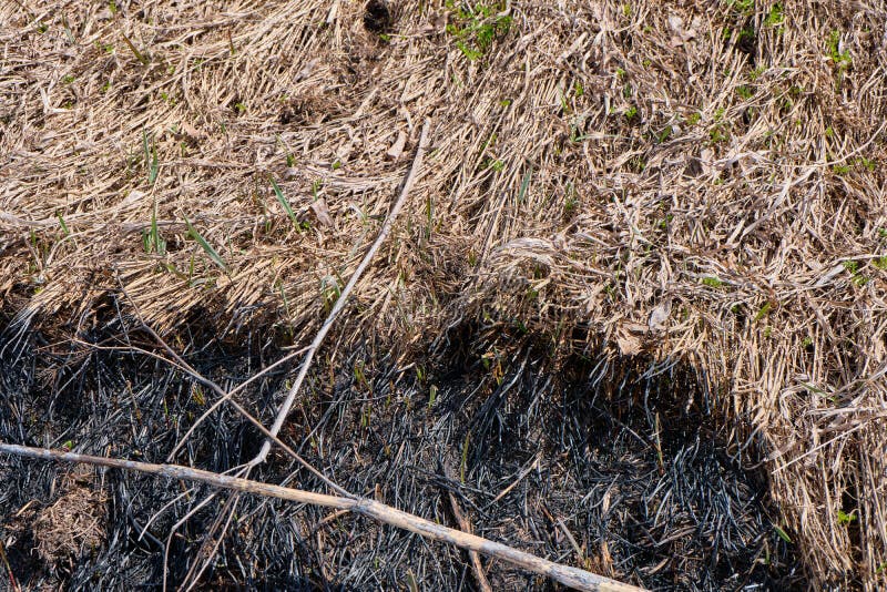 Burn Grass, Earth after a Fire. Stock Image - Image of scorched, damage ...