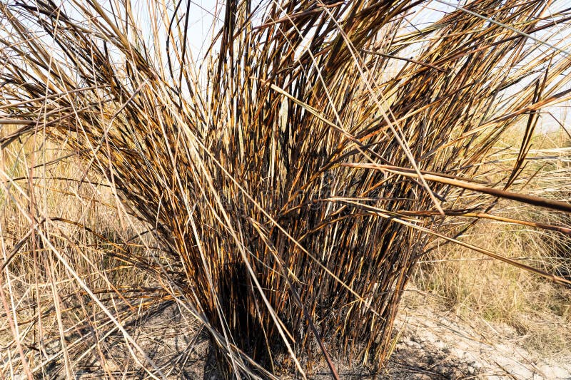 Burn Kans Grass Tree , Saccharum Spontaneum Stock Image - Image of tree ...