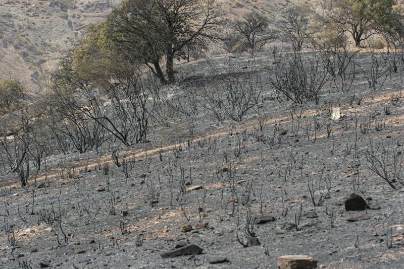 Burn land stock image. Image of chopping, emptiness - 173750003