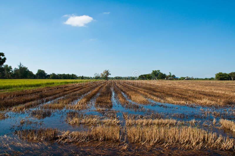 Burn Rice Field after Harvest Stock Image - Image of land, flame: 18921713