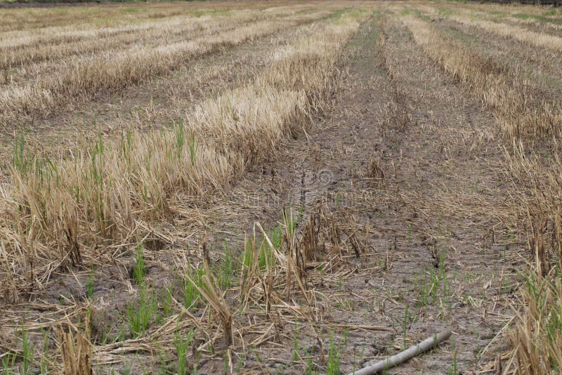 Burn Rice Field after Harvest Stock Photo - Image of orient, scenery ...