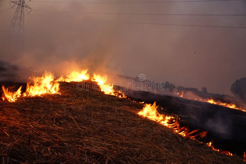 Burn rice stock image. Image of inferno, global, adult - 182474687