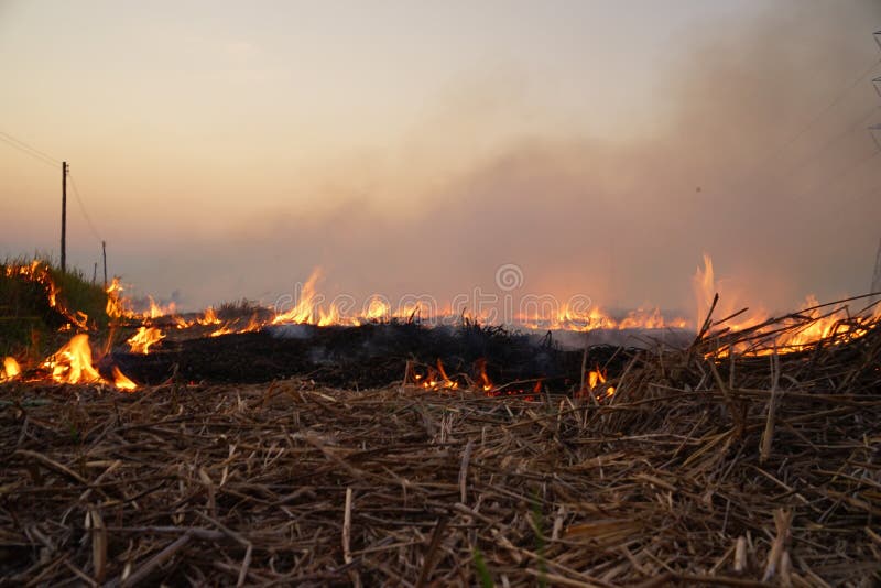 Burn rice stock image. Image of inferno, global, adult - 182474687