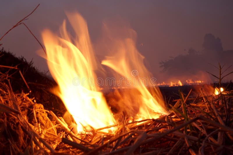 Burn Rice Field after Harvest Stock Image - Image of land, flame: 18921713