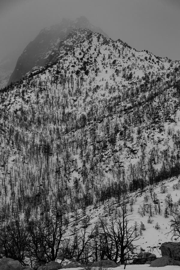 Burn Scar in Winter stock photo. Image of ridge, monochrome - 271631620