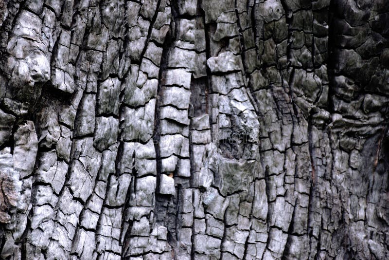 Burn Tree Texure Wood Image Stock Photo - Image of nature, black: 125646032