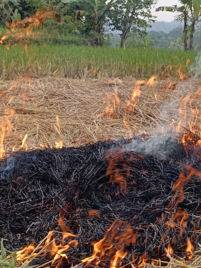 Burn the Used Rice Straw in the Afternoon Stock Photo - Image of burn ...