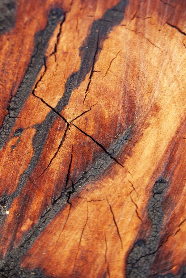Burn wood texture stock photo. Image of greenery, hike - 16837580